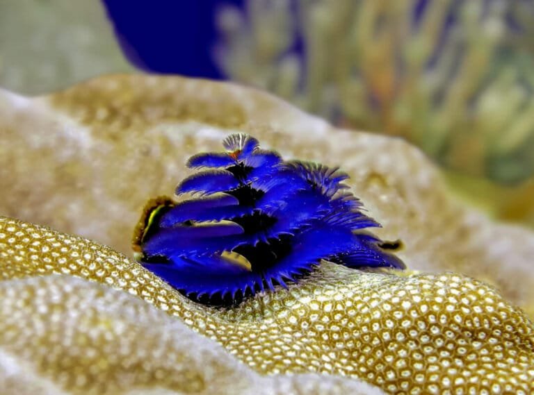 Christmas Tree Worms: The Festive Reef Inhabitants - Aquarium Keeping