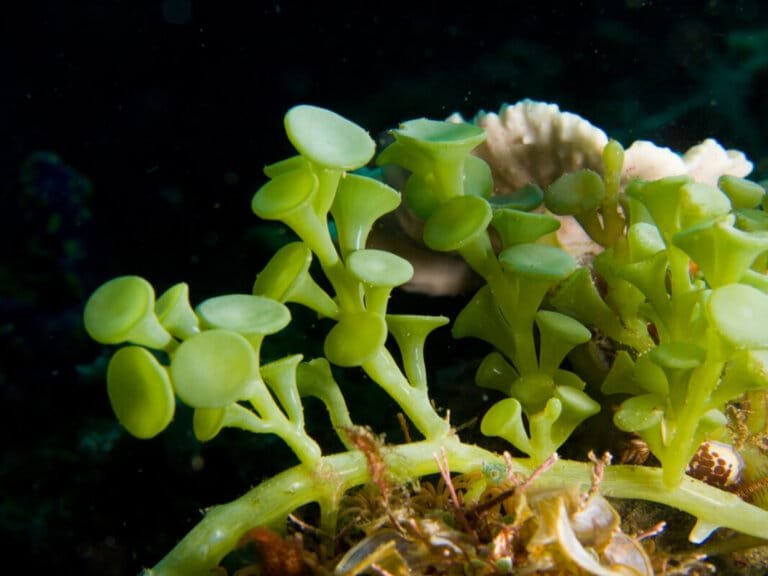 Introducing Macroalgae: Benefits and Best Species for Reef Tanks