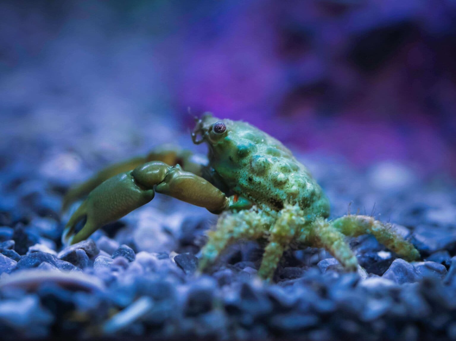 Top 10 Crabs for Your Reef Aquarium: Who's Top of the Rock? - Aquarium