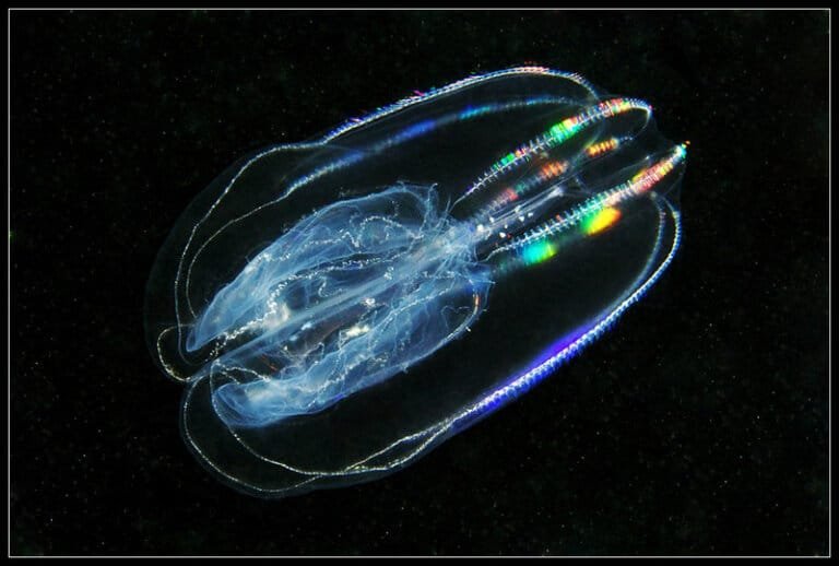 Ctenophores: The Comb Jelly Wonders - Aquarium Keeping