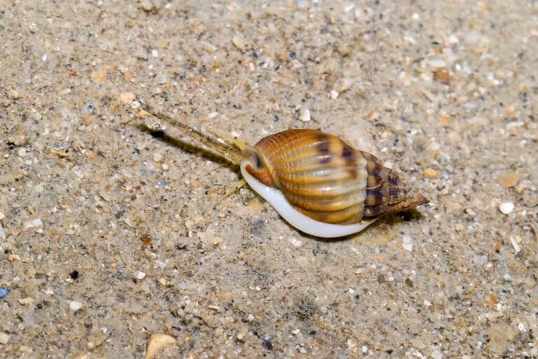 Understanding Mollusks: Top 10 Mollusks for Your Reef