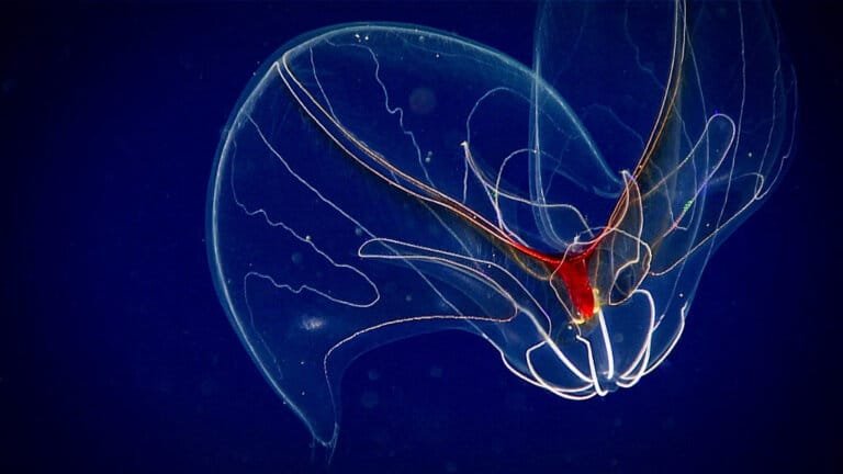 Ctenophores: The Comb Jelly Wonders - Aquarium Keeping