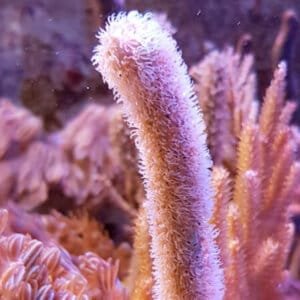 Gorgonian Fans: The Graceful Giants - Aquarium Keeping