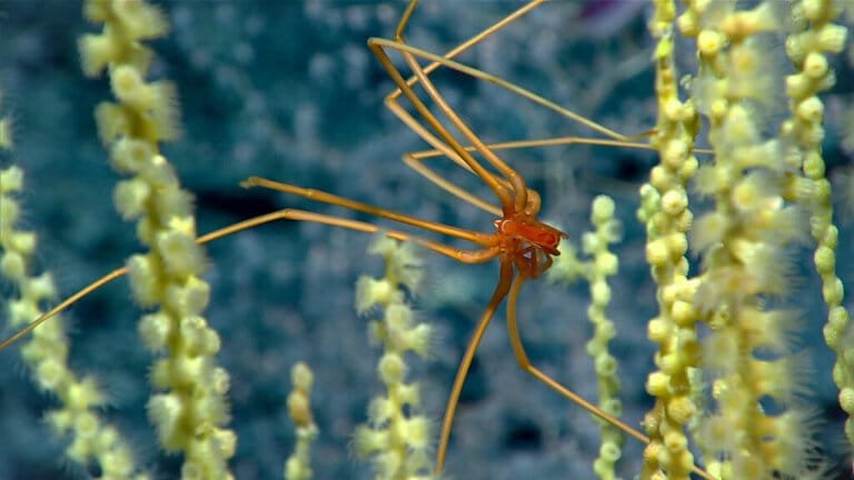 Sea Spiders: The Creepy Crawlers of the Reef - Aquarium Keeping