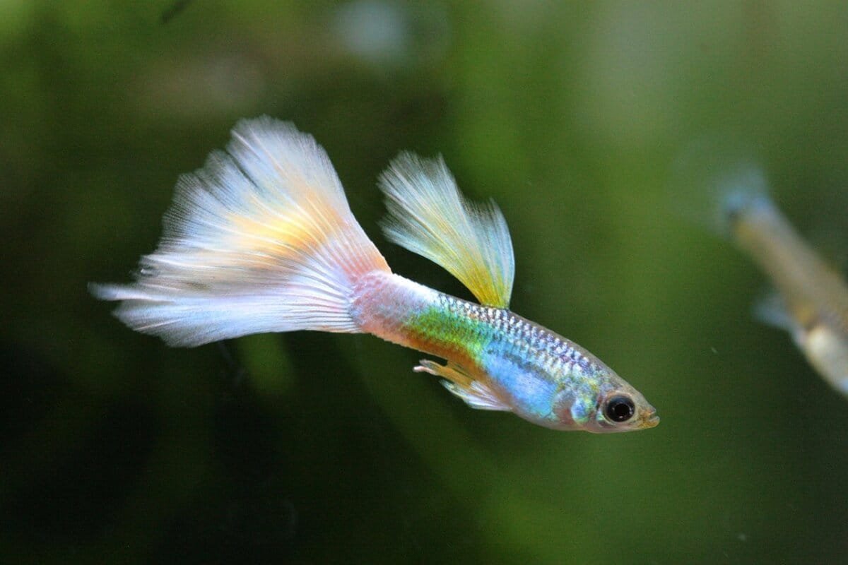 The Top 5 Most Peaceful Community Fish for Your Aquarium - Aquarium